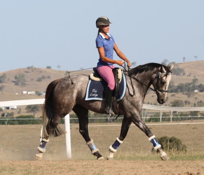 gorgeous grey OTTB mare - Thoroughbred - Horsezone
