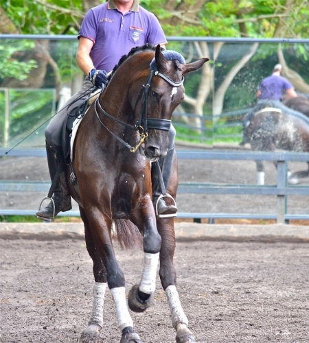 Stable Manager Position at Top Dressage Stable