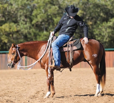 Colt Starting Questions Answered with Clinton Anderson