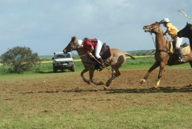 Horsezone Sponsors WA Under 24 Womens Team for Barastoc Polocrosse ...