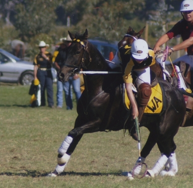Horsezone Sponsors WA Under 24 Womens Team for Barastoc Polocrosse ...