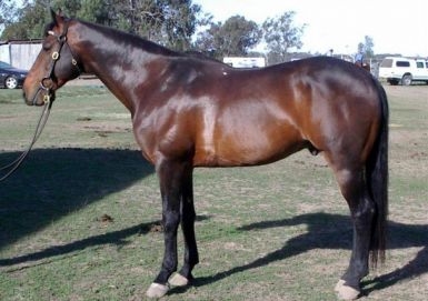 Halls Stock Horses: Campdrafting Royalty!