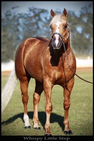 Five Minutes With... Champion Reining Stallion - Whizpy Little Step