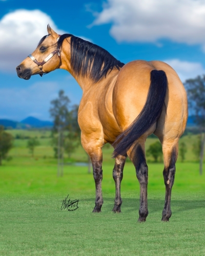 Stallion of the Moment: Kids Classic Fella