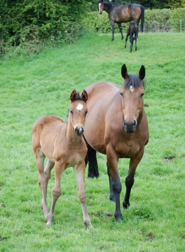 Natural Horse Health - Victorias Herbal Secrets for Spring