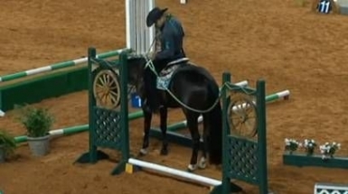 AQHA World Show - Quarter Horses Can Do Anything!