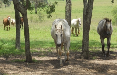 Victorian Brumby Assocation President to Speak at International Wild ...