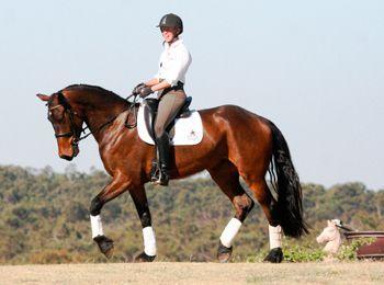 Auction Of The Stars Horses for Sale