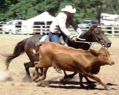 Warwick Campdraft Starts Today!