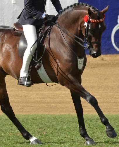 Tablelands Show Horse Pony Association Inc Super Hack Breed Show: 4 ...