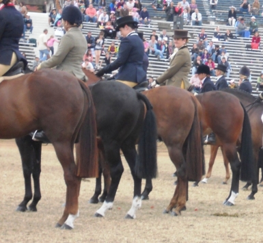 Nominations for Royal Melbourne Show Horses in Action Closing this Friday