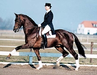 Two Clones of Dressage Stallion Jazz Born in USA