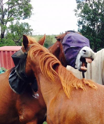 Why does my mare get moody