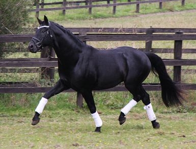 Feeding the Breeding Stallion