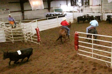 Ranch Sorting - A Great Way to Flaunt Your Cattle Working Skills