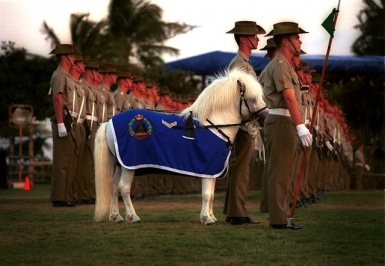 Beloved Army Mascot to Retire