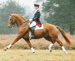 Dressage Legend Weltmeyer Dies