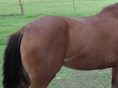 Back Pain in Horses - One of the Last Great Frontiers