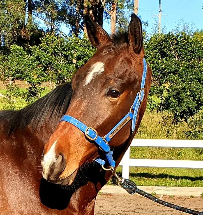 Horses for sale & equine products, stallions, equine news & gallery on ...