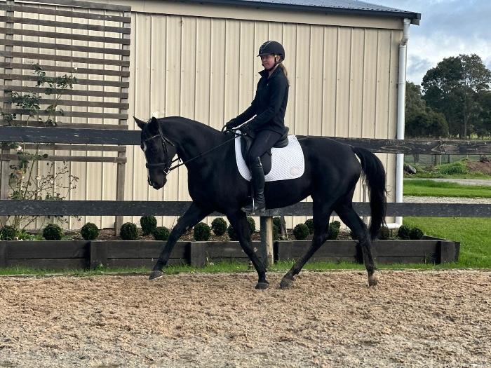 Australian Stock Horses For Sale