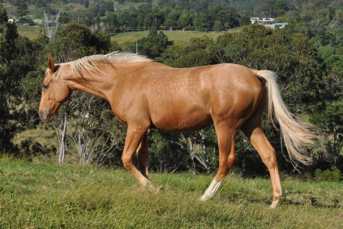 ***MASTERPIECE*** Palomino warmblood - Warmblood - Horsezone