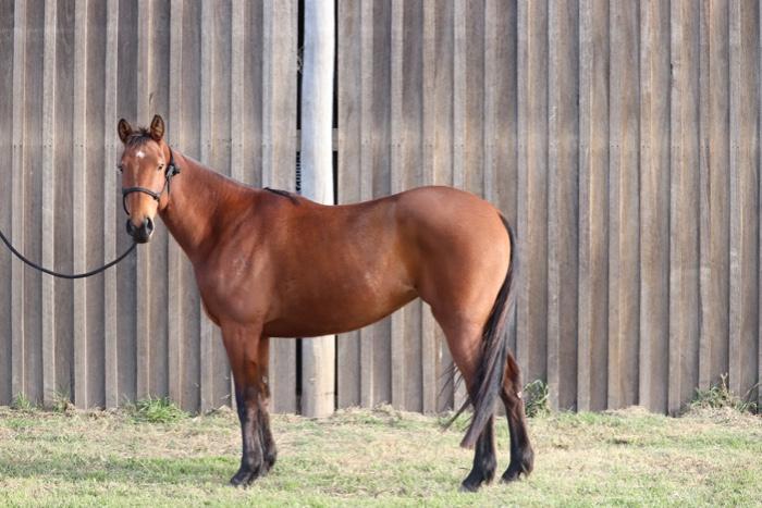 Australian Stock Horses For Sale