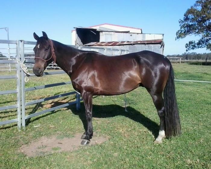 Well Bred Working Stock Horse Gelding - Australian Stock Horse - Horsezone