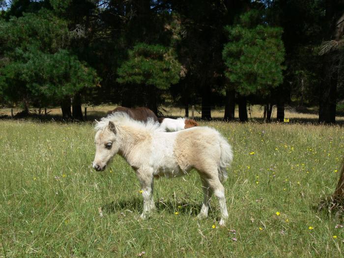 Miniature Ponies For Sale - Miniature Ponies » Horsezone - Page 1
