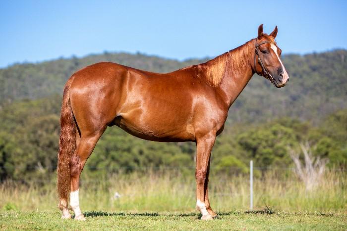 Australian Stock Horses For Sale