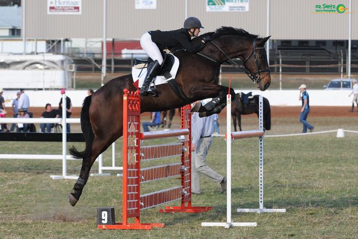 16.3 hh Holsteiner jumping, dressage or eventing - Warmblood - Horsezone