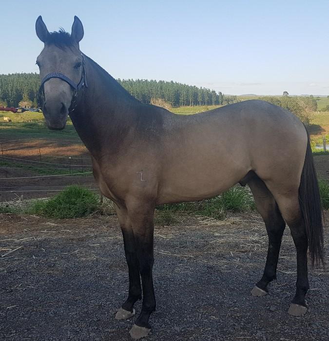 Australian Stock Horses For Sale