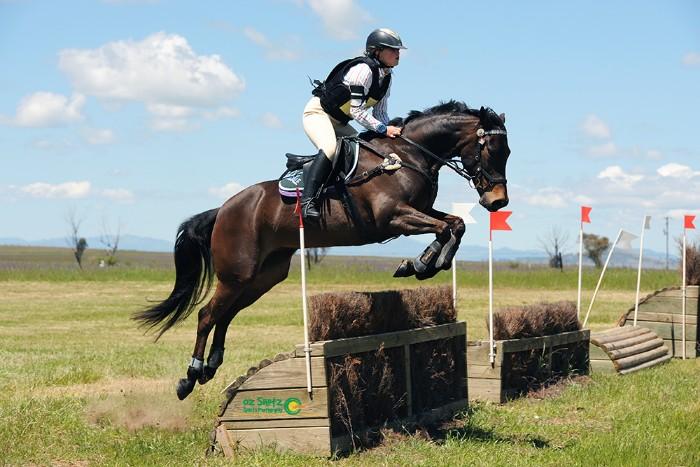 Horses for sale & equine products, stallions, equine news & gallery on ...