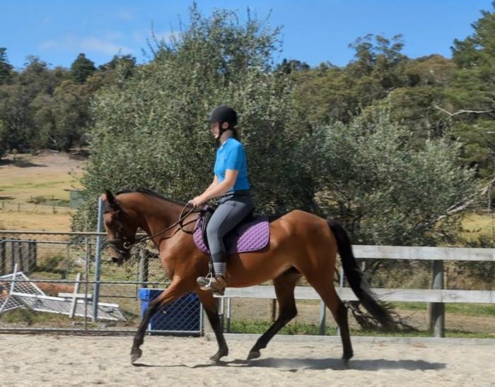 Connemara x warmblood mare breeding lease - Australia's #1 Equine ...