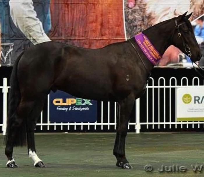 Australian Stock Horses For Sale