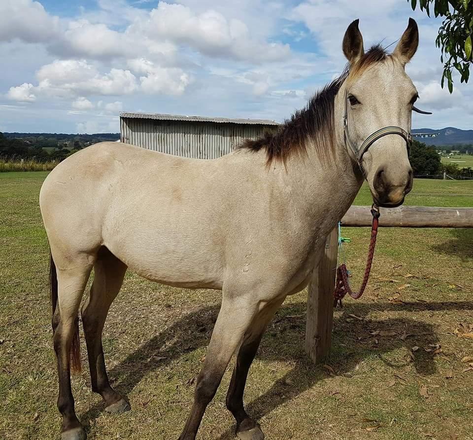 Australian Stock Horses For Sale - Page 1