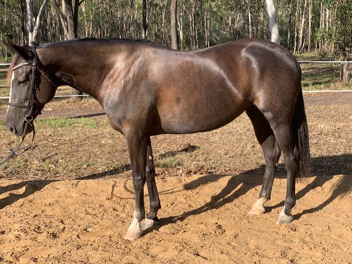 Gaited Standardbred Horses For Sale at Keith Maxey blog