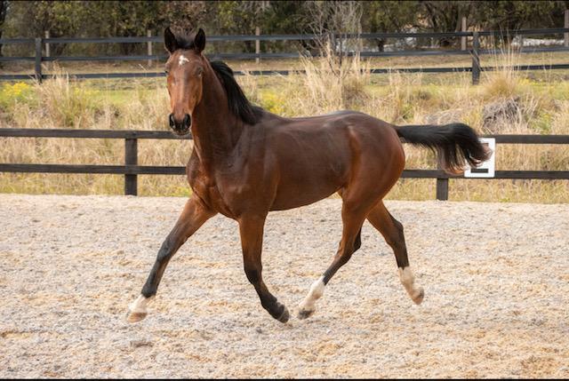 Horses for sale & equine products, stallions, equine news & gallery on ...