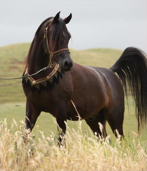 Simeon Saraf - Purebred Arabian Stallion at Stud - Arabian - Horsezone