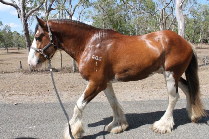 Clydesdale Horses For Sale - Clydesdale Horse » Horsezone - Page 1