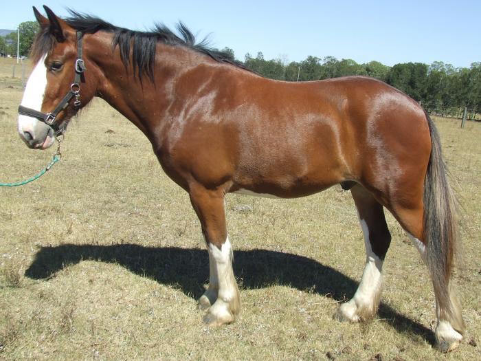 Percheron Horses For Sale - Percheron Horse » Horsezone - Page 1