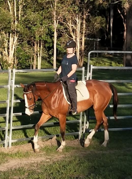 Thoroughbred horses for sale - Australia's #1 Equine Marketplace ...