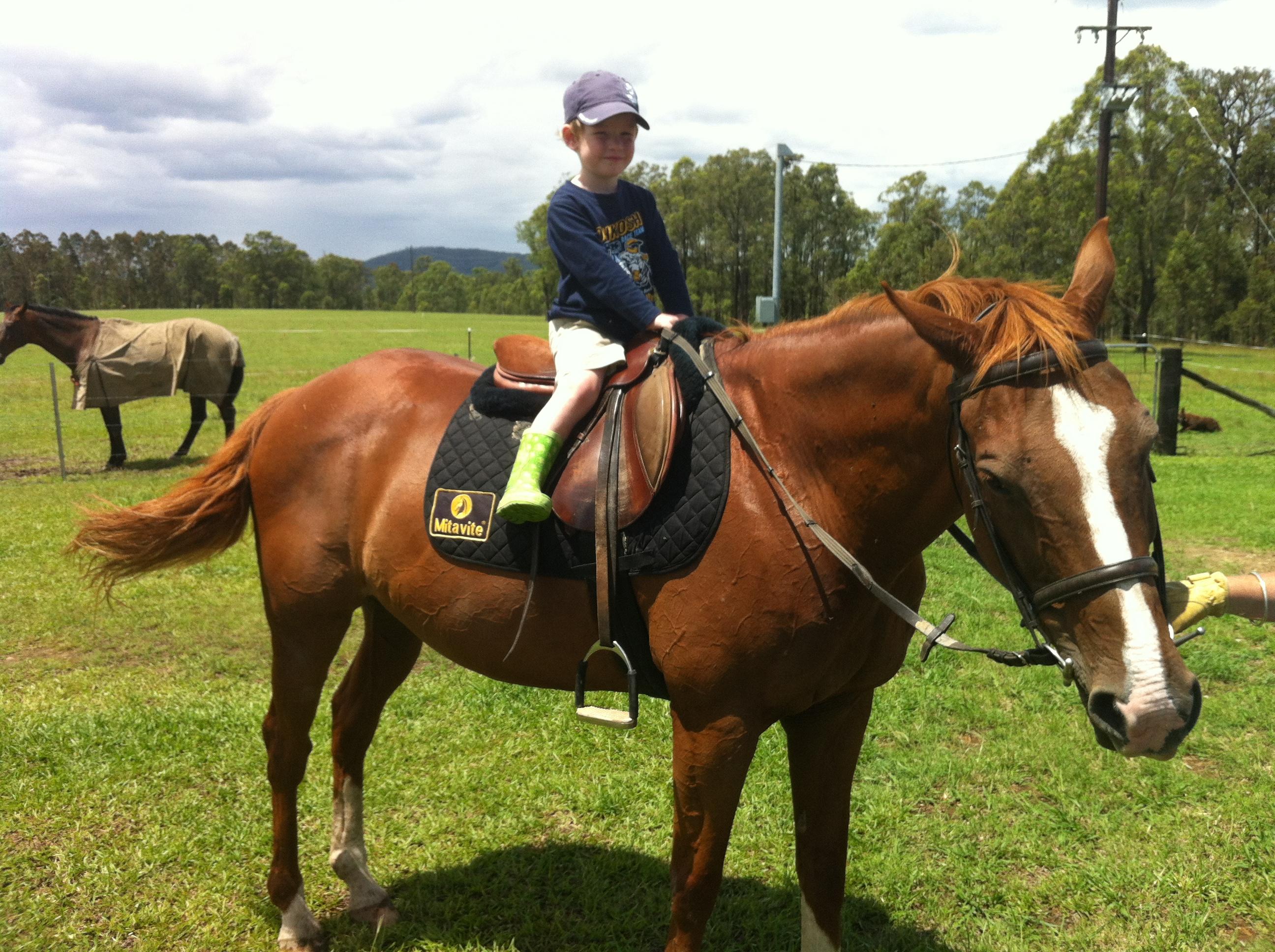 Australian Stock Horses For Sale - Page 1