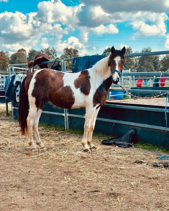 Pony horses for sale - Australia's #1 Equine Marketplace - Horsezone.com.au