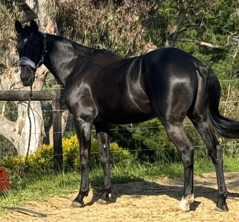 True black ASH - Australia's #1 Equine Marketplace - Horsezone.com.au