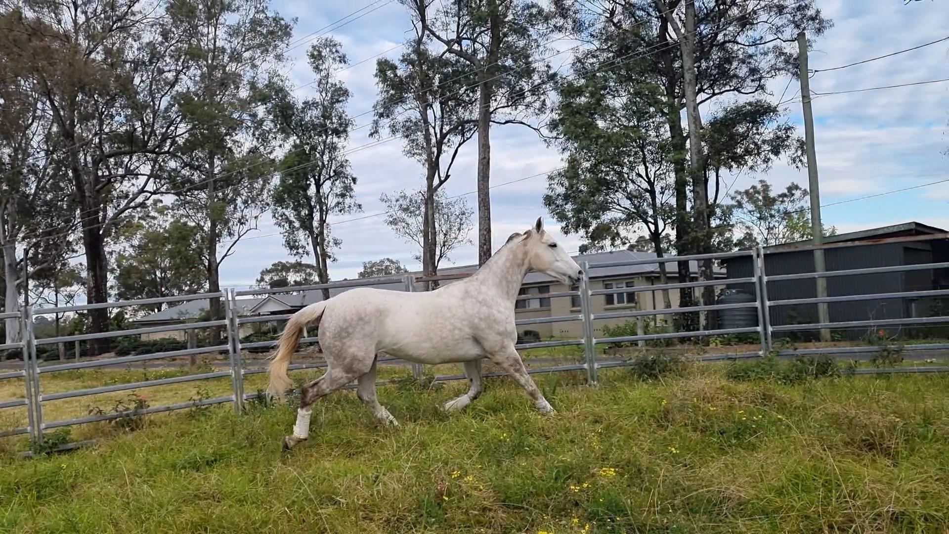 Koyuna Invader - WB X TB Mare breeding only - Australia's #1 Equine ...