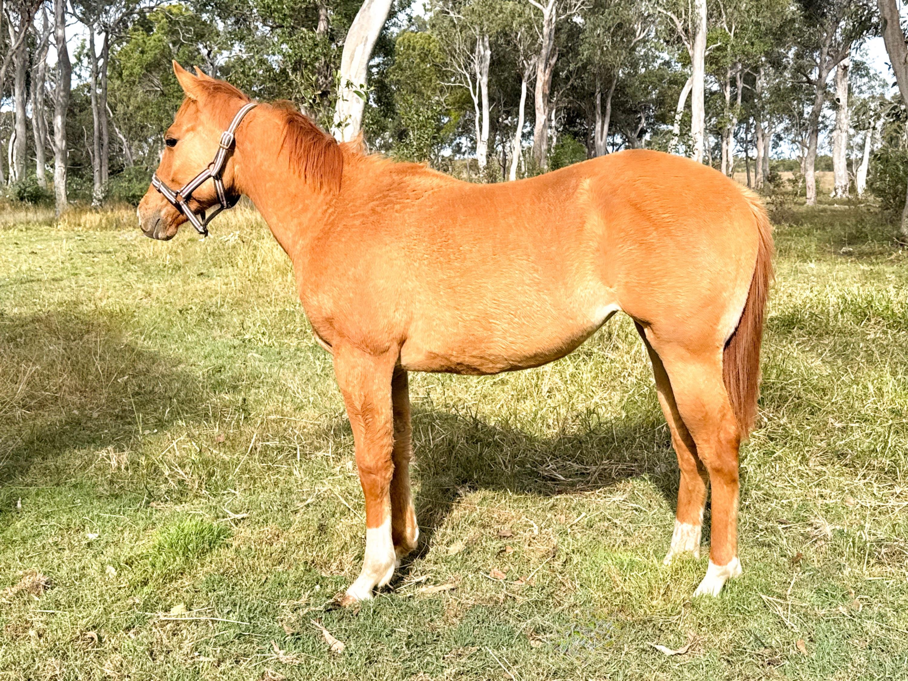 Registered Paint Filly Red Dun Yearling PHAA - Australia's #1 Equine ...
