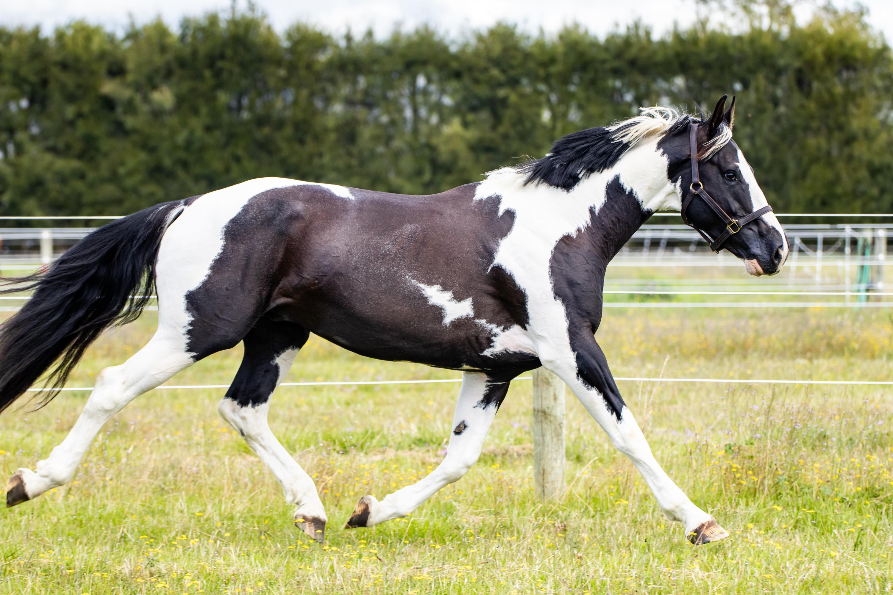 Stunning Black and White Warmblood Stallion - Australia's #1 Equine ...