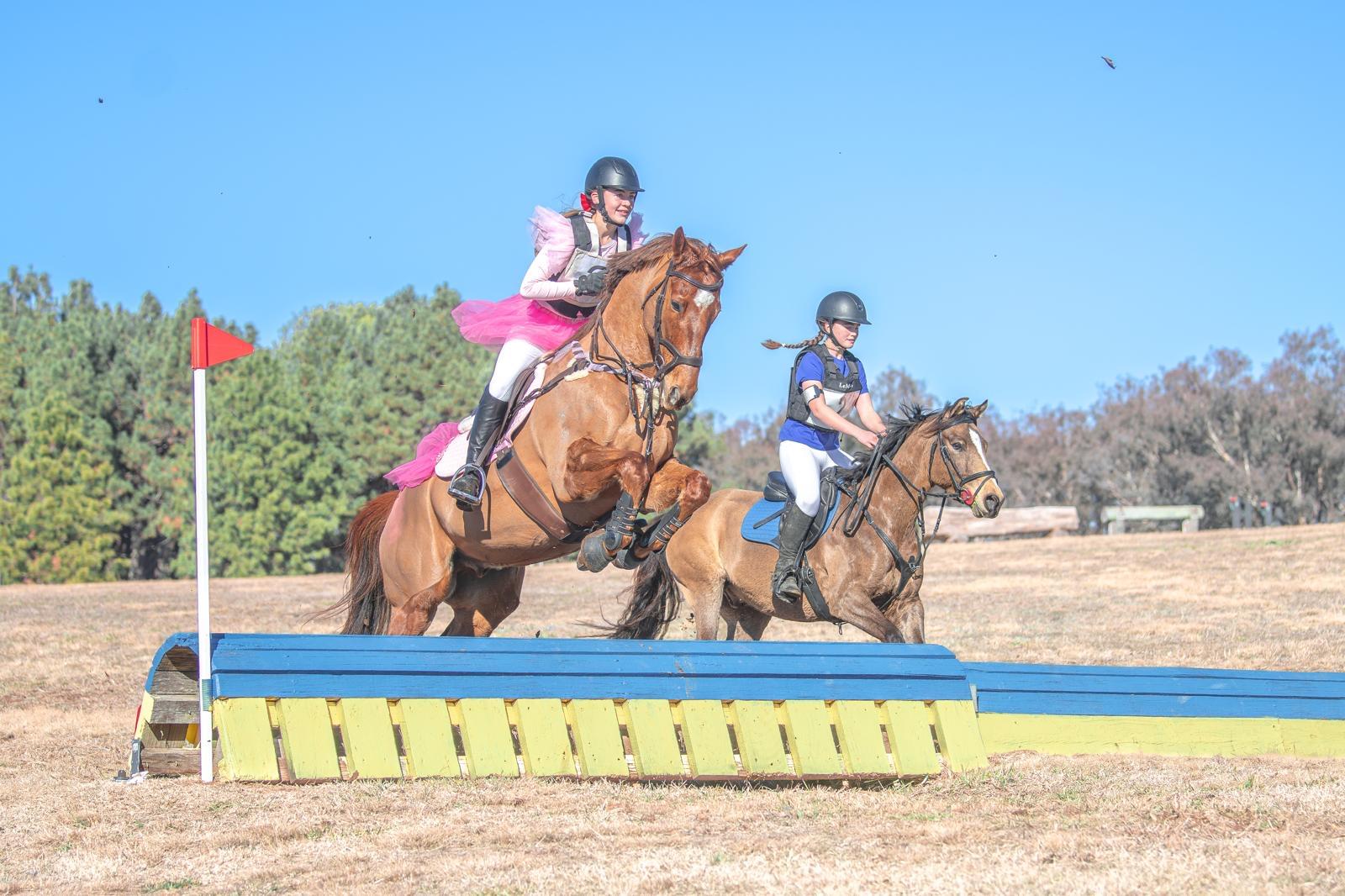 Anembo Berant 7yo, 16hh, chestnut TB gelding - Australia's #1 Equine ...