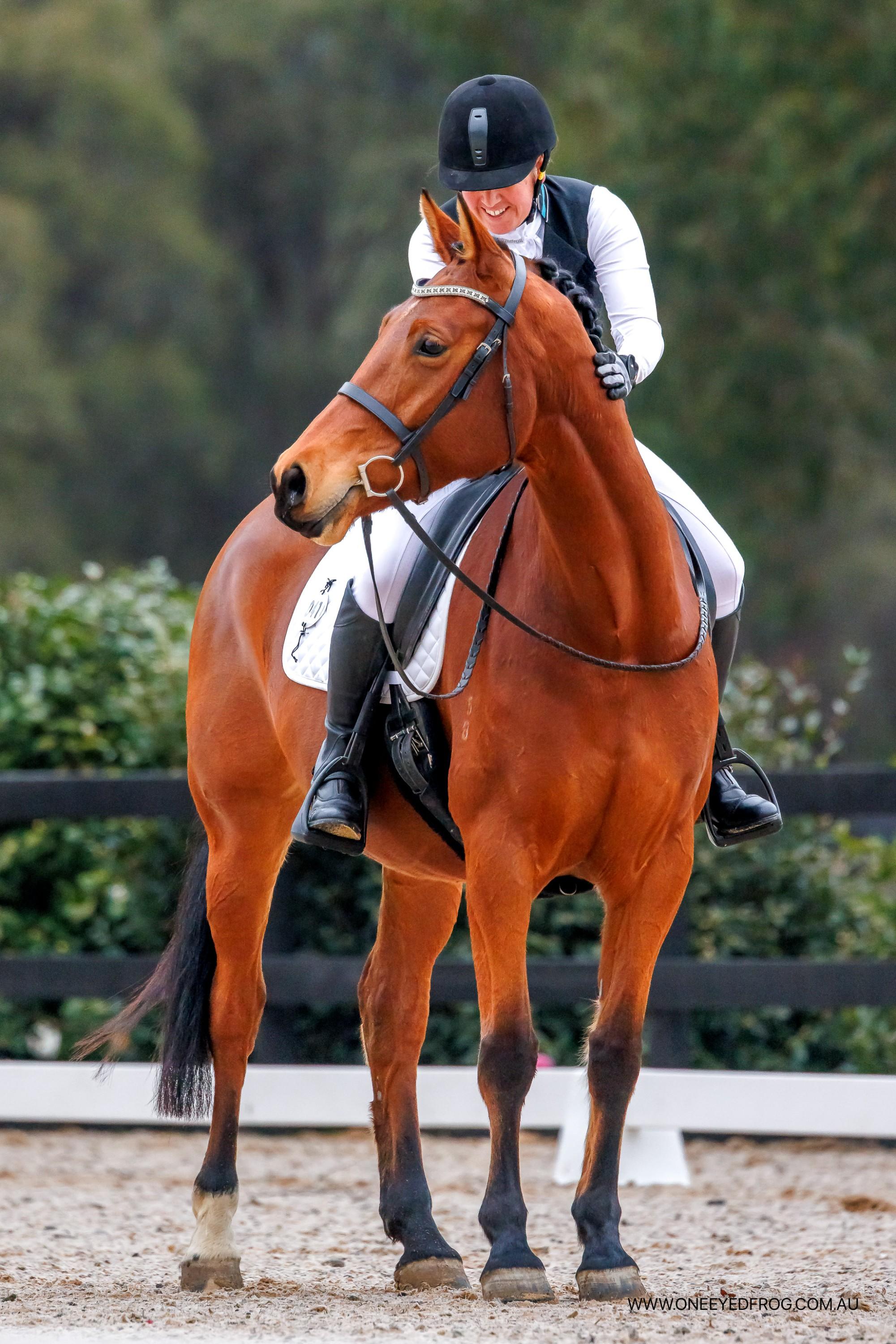 Sweet dressage mare - Australia's #1 Equine Marketplace - Horsezone.com.au