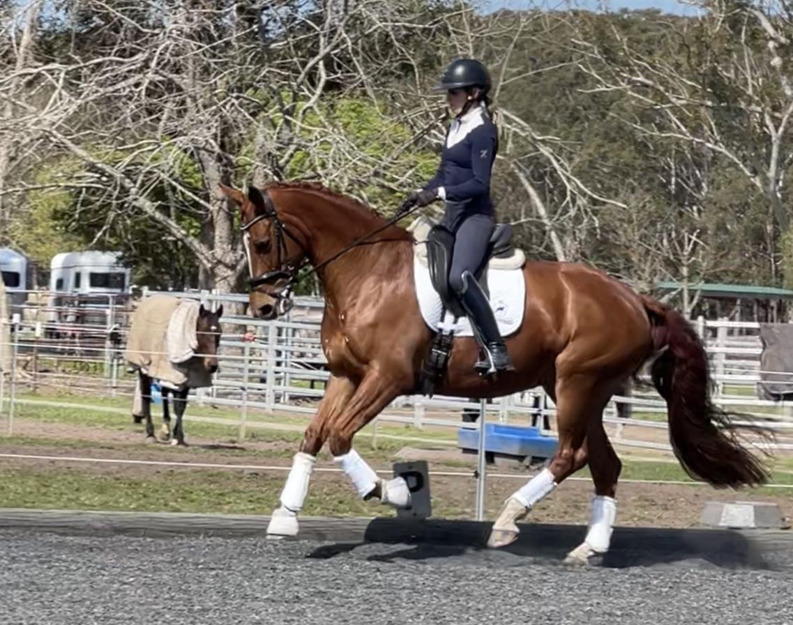 Karizmah Life of Riley - Australia's #1 Equine Marketplace - Horsezone ...